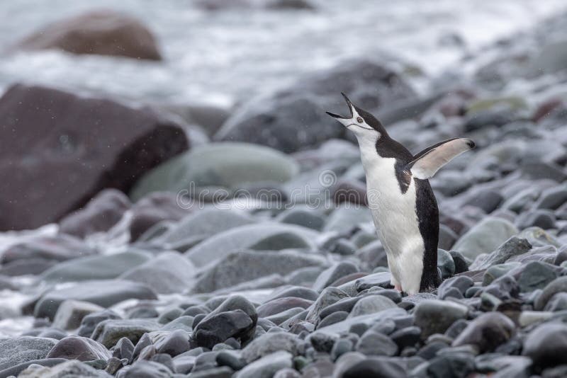 A Chinstrap Penguin, Screaming on a Pebbly Beach. Stock Photo - Image ...