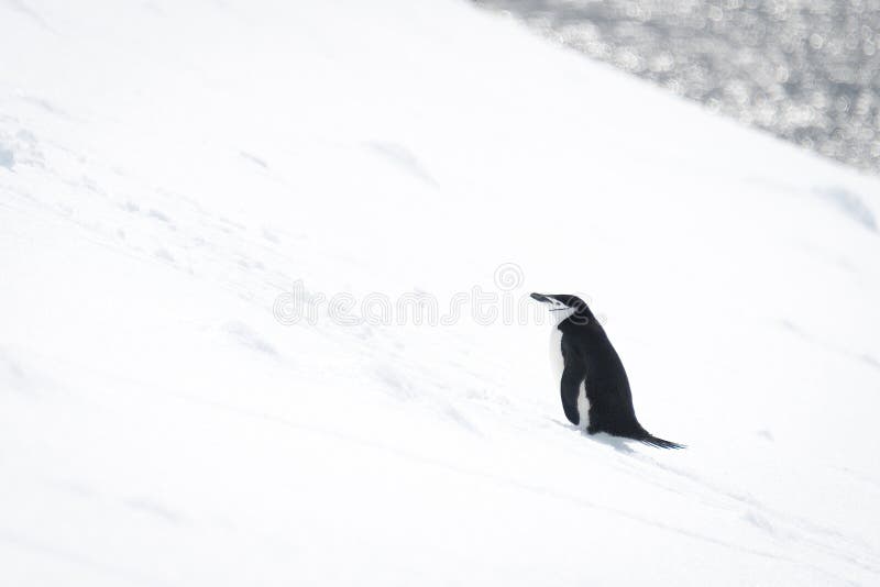 Chinstrap Penguin on Snowy Slope Facing Left Stock Photo - Image of ...