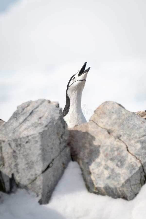 Chinstrap Penguin Squawking at Sky Behind Rocks Stock Photo - Image of ...