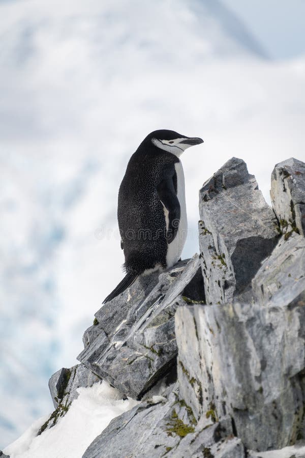 Chinstrap Penguin Stands on Ridge Facing Right Stock Photo - Image of ...
