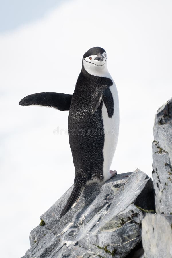 Chinstrap Penguin Stands on Rocks Waving Flippers Stock Photo - Image ...