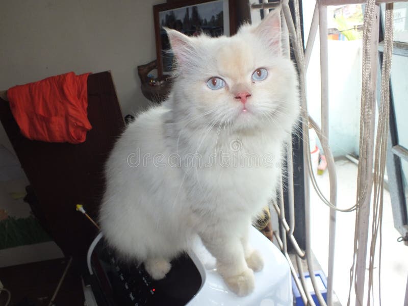 Chio is a cats stock image. Image of puppy, whiskers - 261484229