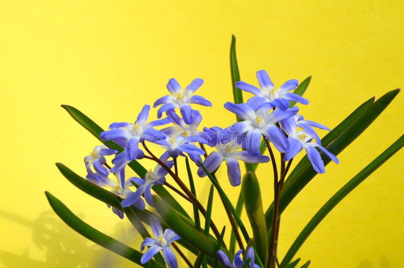 Chionodoxa Blue Early Spring Flowers Branch Stock Photo - Image of ...