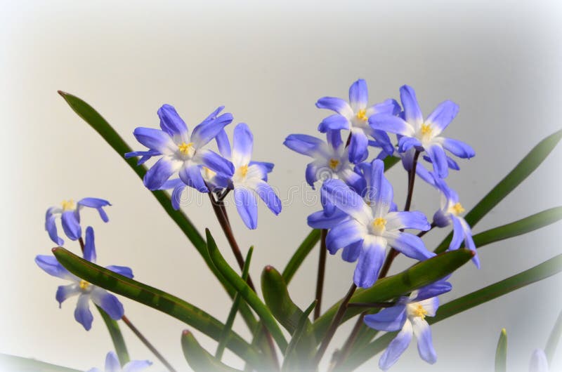Chionodoxa Blue Early Spring Flowers Branch Stock Photo - Image of ...