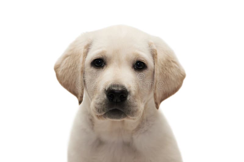 Chiot Blanc De Labrador Retriever Photo stock - Image du petit ...