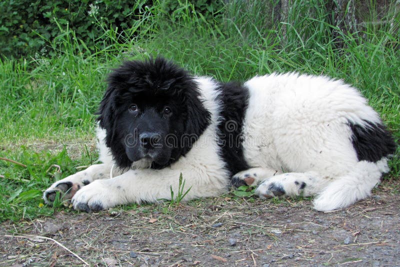 Chien Noir Et Blanc De Terre-Neuve De Chiot Photo stock - Image du ...