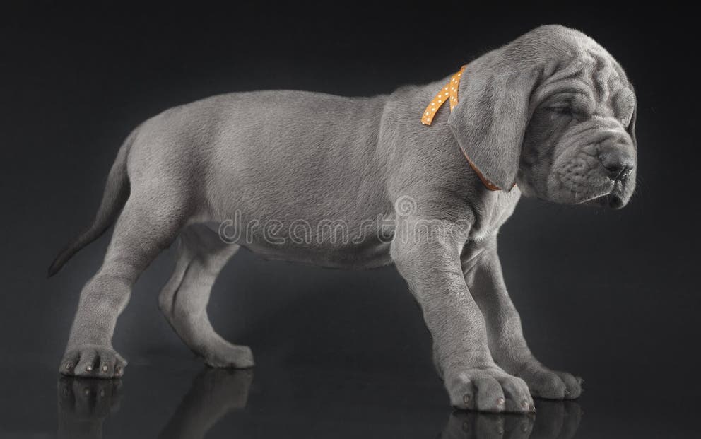 Chiot bleu de Danois grand image stock. Image du tête - 85931685