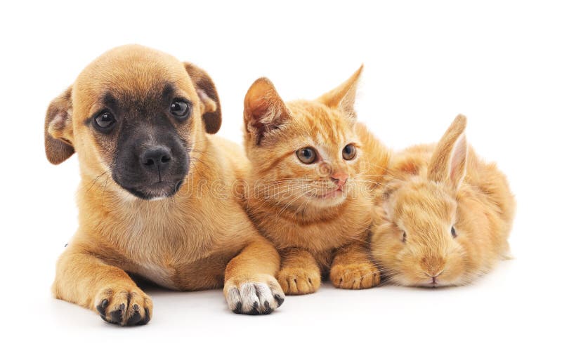 Chiots Et Chatons Et Lapins Jouant