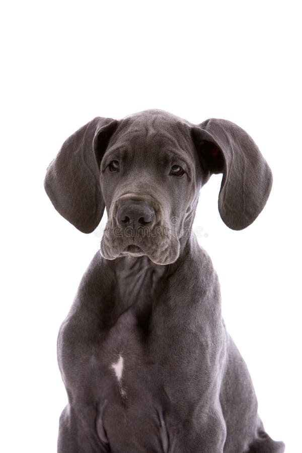Chiot Bleu De Danois Grand. Photo stock - Image du tête, yeux: 21918556