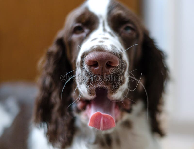 Chiot D'épagneul De Springer Anglais Image stock - Image du repèré ...