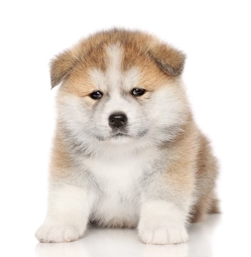 Chiot d'Akita-inu photo stock. Image du jeune, petit - 23852584