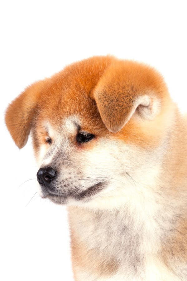 Chiot d'Akita-inu image stock. Image du domestique, studio - 28534737