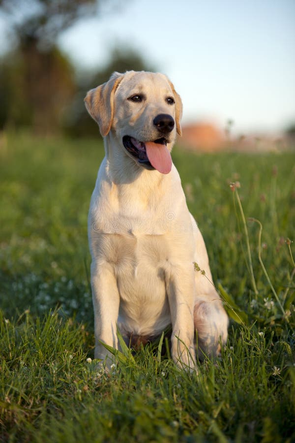 Chiot d'un Labrador blanc photo stock. Image du canin - 26440828