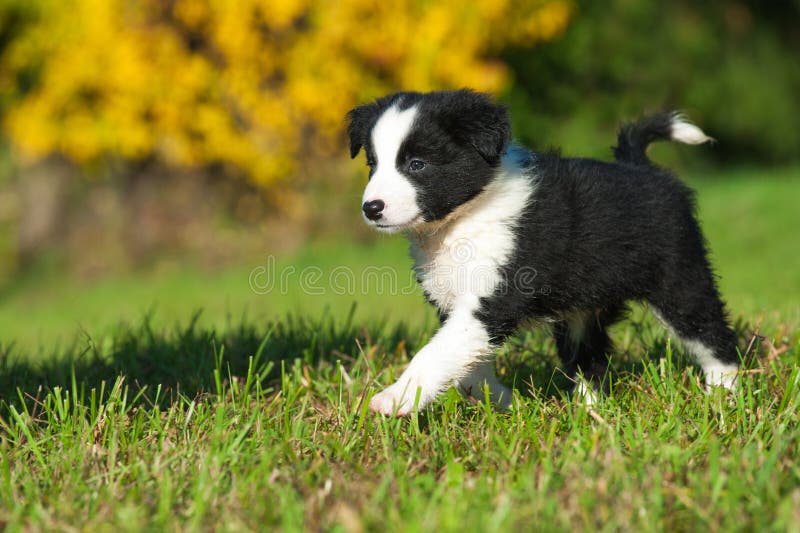 20,790 Photos de Chiot De Border Collie - Photos de stock gratuites et ...