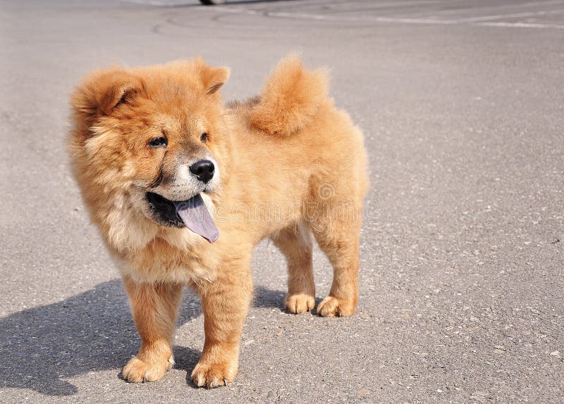 Chiot de Chaw Chaw image stock. Image du chaw, chiot - 14025895