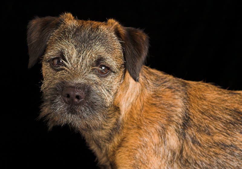 Chien Terrier De L'anglais De Cadre Photo stock - Image du cheveu ...