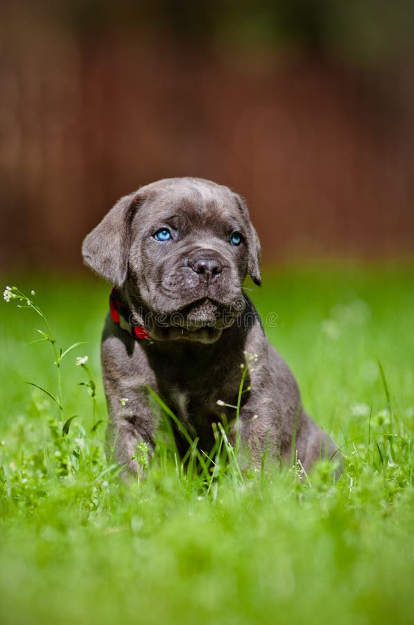 Chiot Bleu De Corso De Canne Avec Un Chien Noir Photo stock - Image du ...