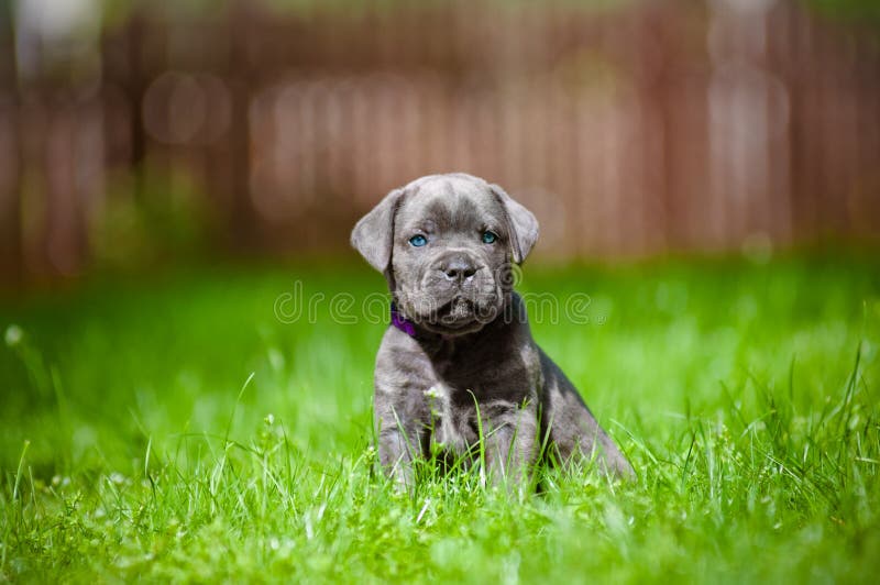 Chiot Bleu De Corso De Canne Avec Un Chien Noir Photo stock - Image du ...