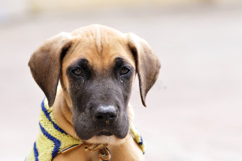 Chiot de Danois grand image stock. Image du expression - 2506389