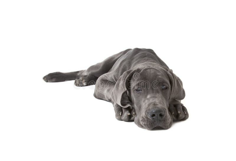 Chiot de Danois grand image stock. Image du danois, adorable - 24588645