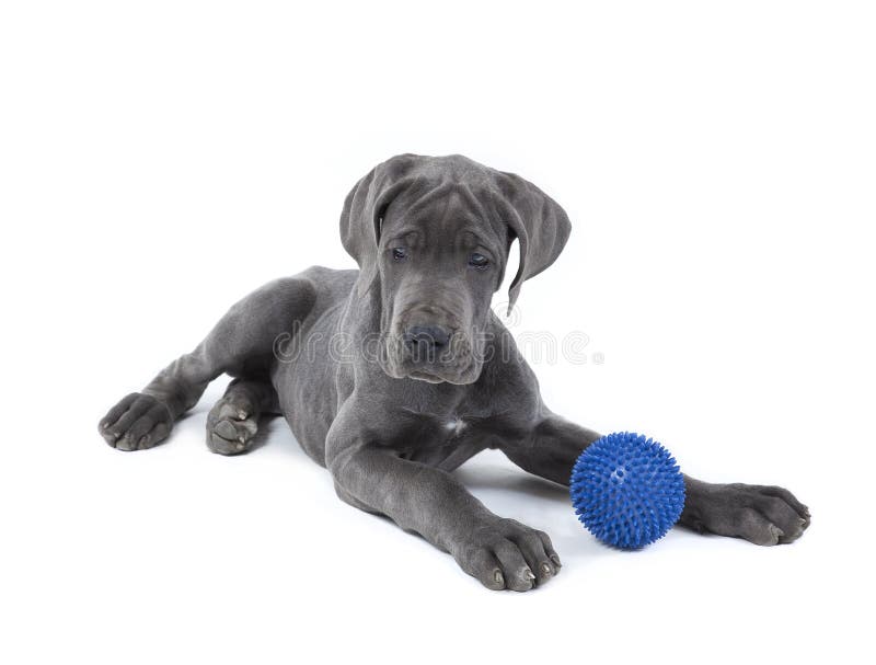 Chiot de Danois grand image stock. Image du danois, adorable - 24588645