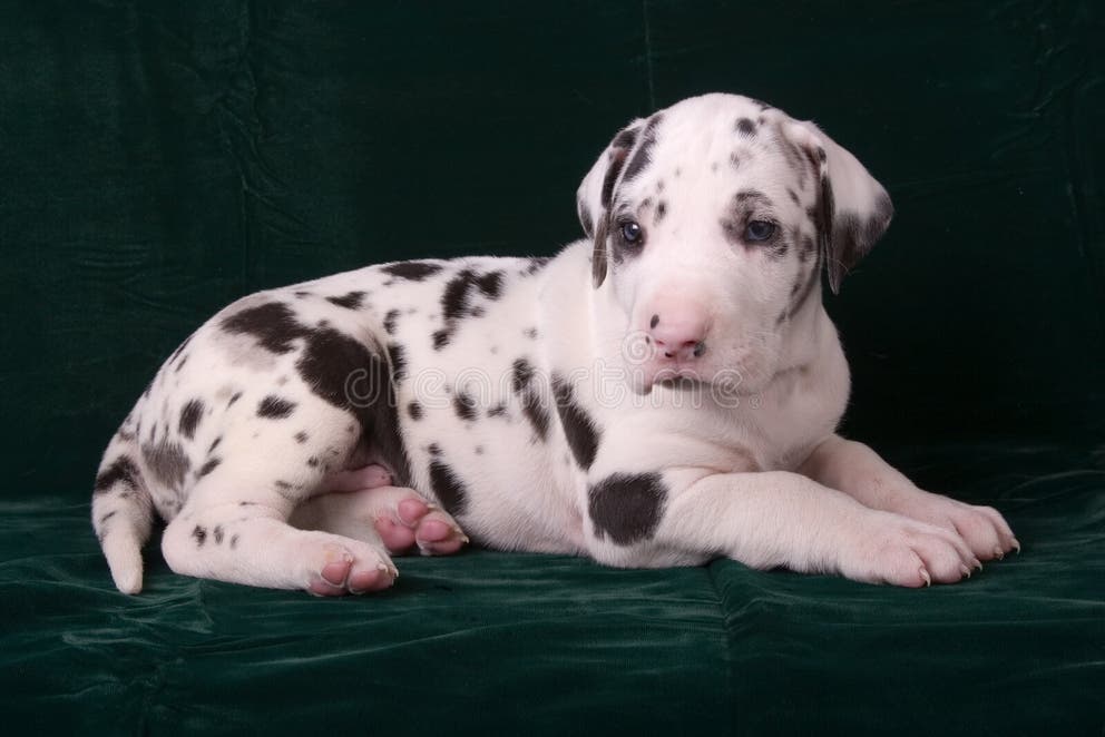 Chiot de Danois grand photo stock. Image du yeux, gris - 3412696