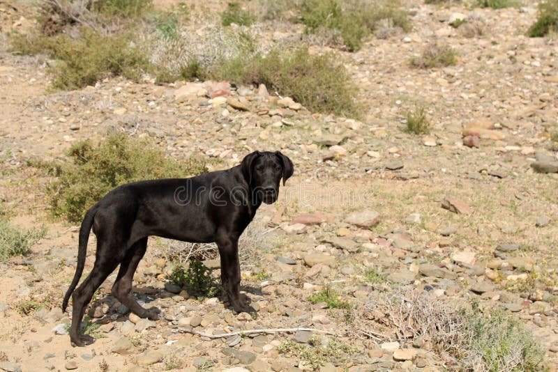 Chiot de Danois grand photo stock. Image du animal, amitié - 3540708