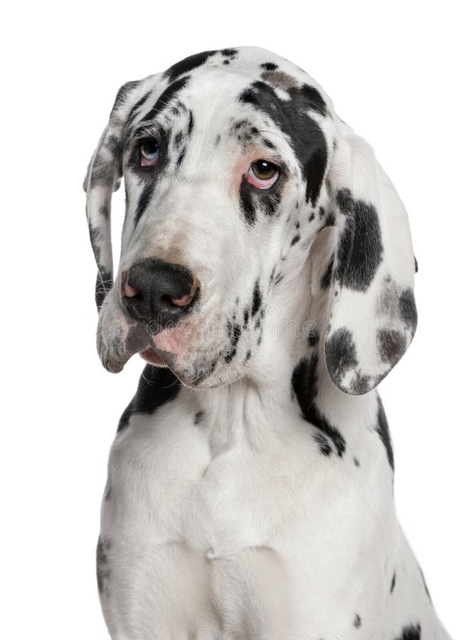 Chiot Grand De 2 Mois De Danois Image stock - Image du fond, verticale ...