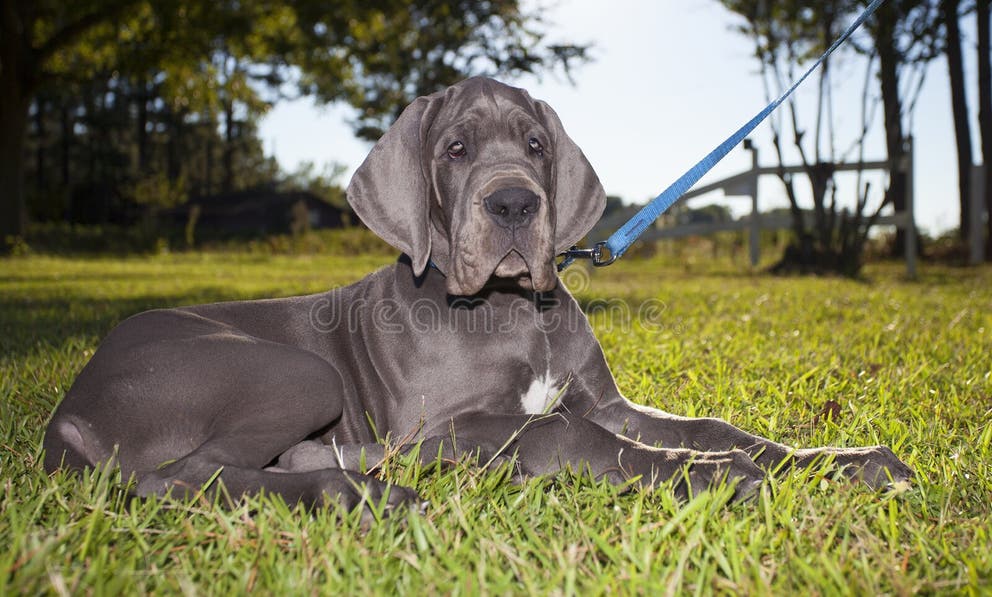 Chiot de Danois grand photo stock. Image du vert, favoris - 64289882