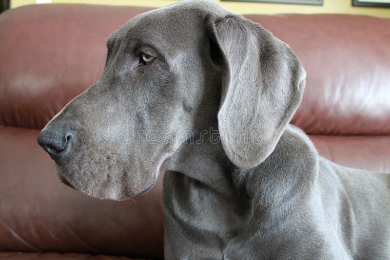 Chiot de Danois grand image stock. Image du danois, crabot - 67618395