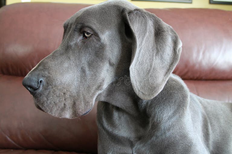 Chiot de Danois grand image stock. Image du danois, crabot - 67618395