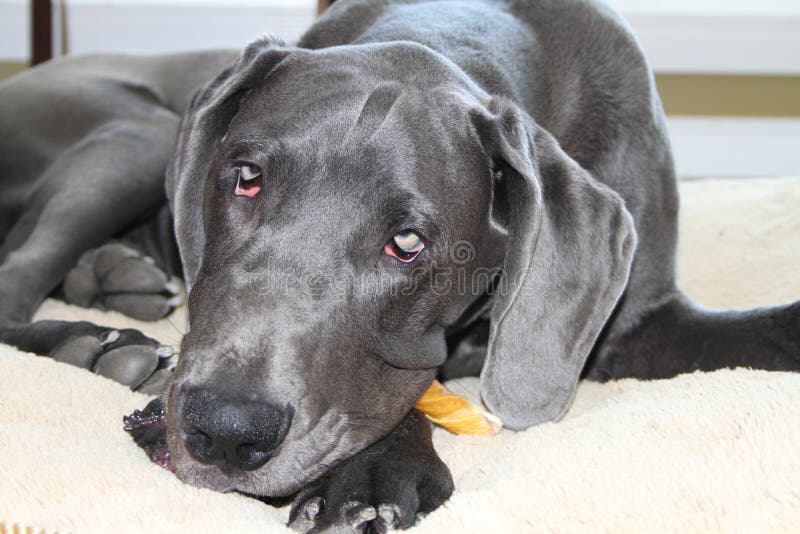 Chiot de Danois grand image stock. Image du danois, crabot - 67618395