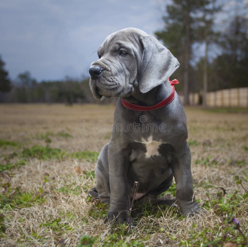 Chiot bleu de Danois grand image stock. Image du tête - 85931685