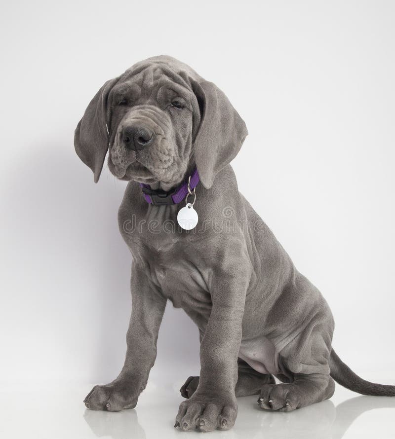 Danois grand image stock. Image du race, vert, canin, mensonge - 8931137