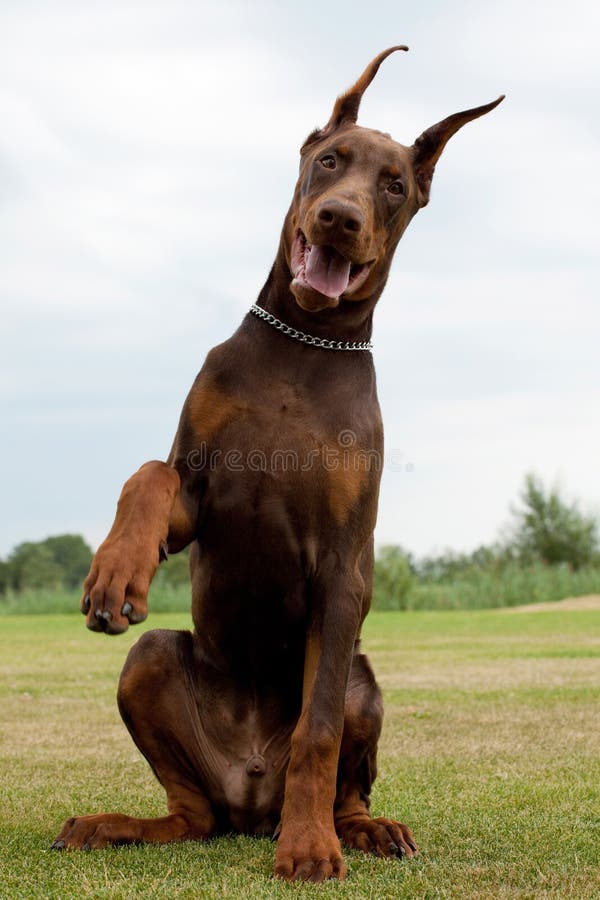 Chiot de dobermann image stock. Image du chiot, dobermann - 15571265
