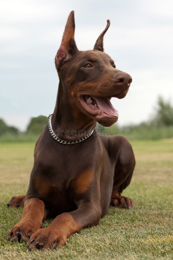Chiot de dobermann image stock. Image du chiot, dobermann - 15571265