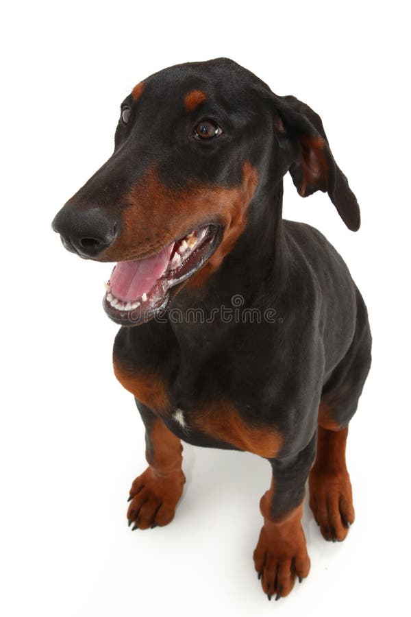 Chiot De Dobermann Dans L'herbe Le Chiot Se Trouve Sur L'herbe Verte ...