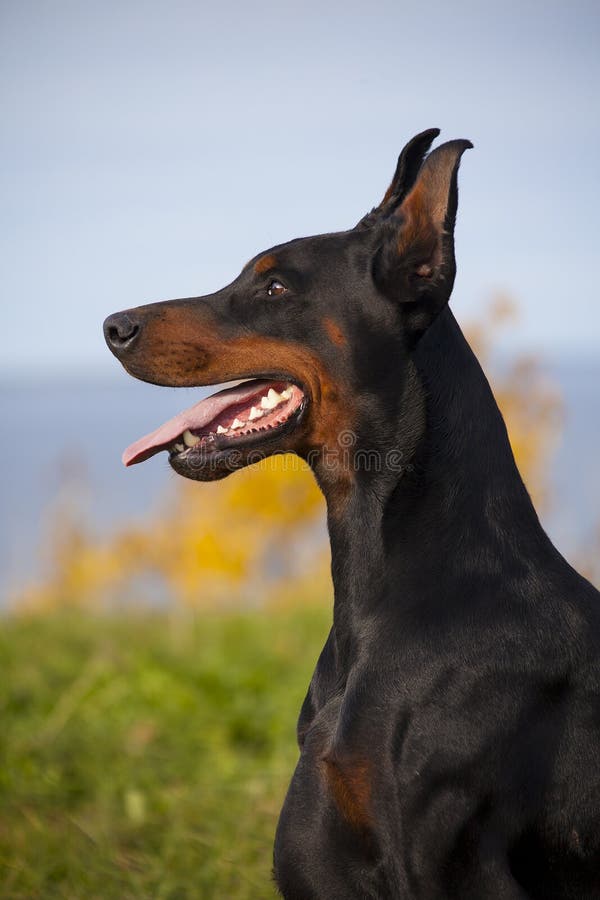 Chiot de dobermann image stock. Image du chiot, dobermann - 15571265