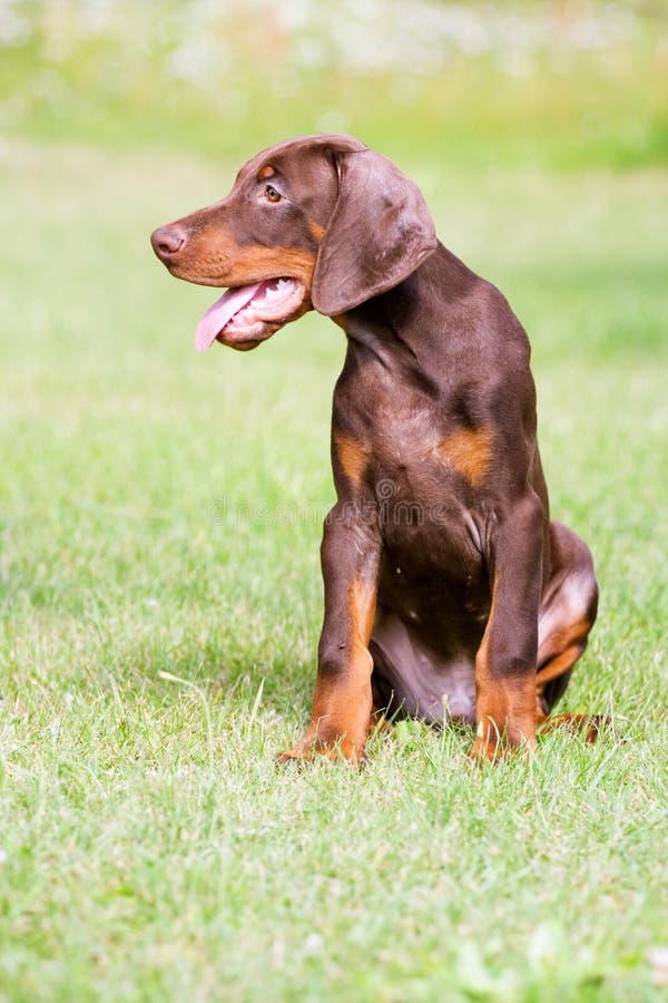 Chiot de dobermann image stock. Image du chiot, dobermann - 15571265