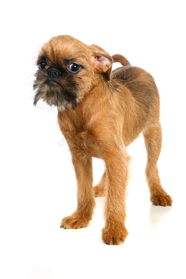 Griffon Bruxellois Et Petit Brabancon Photo stock - Image du ...