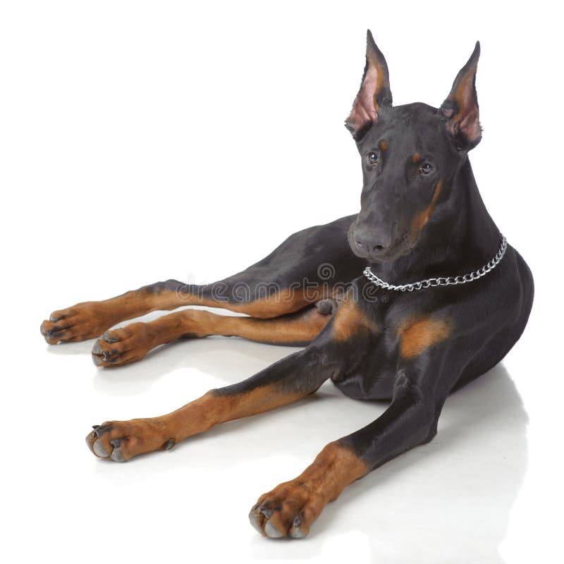 Chiot De La Pose De Dobermann Image stock - Image du isolement, couvée ...