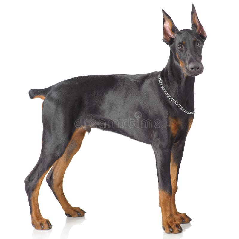 Chiot De La Position De Dobermann Image stock - Image du réseau, yeux ...