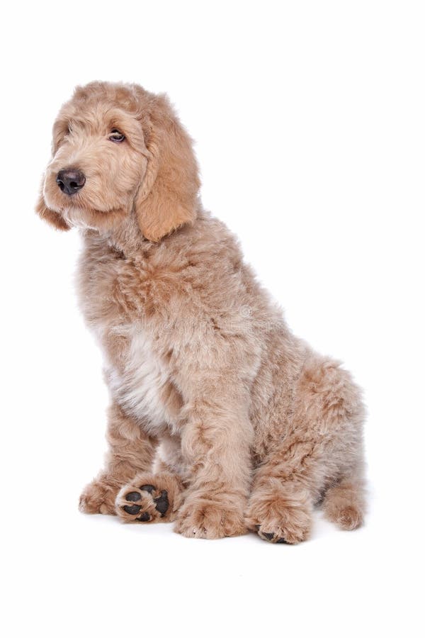 Chiot de Labradoodle photo stock. Image du coupure, domestique - 25097726