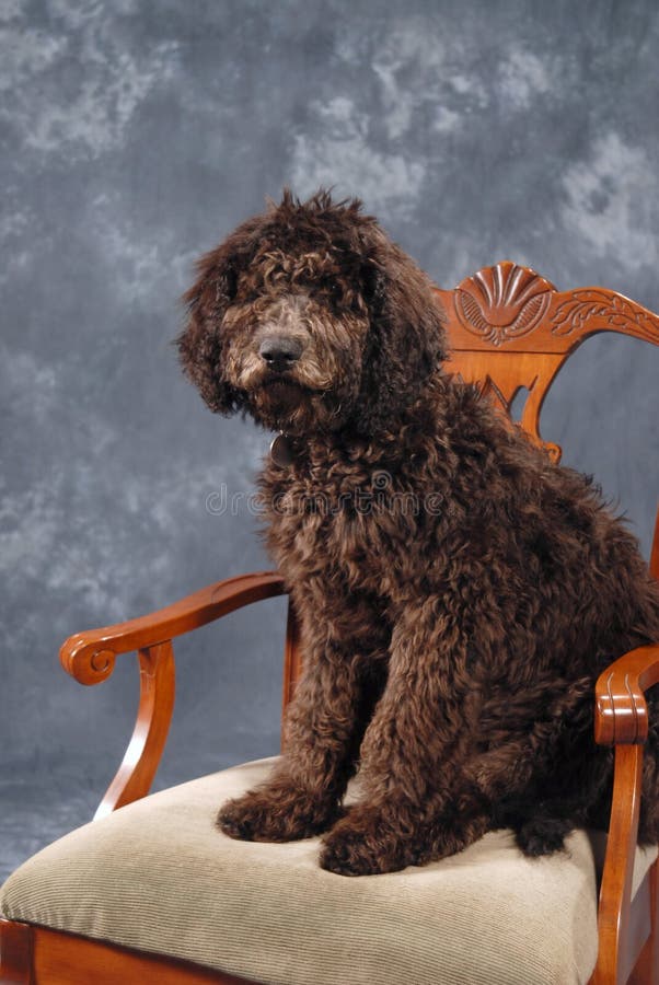Chiot de Labradoodle image stock. Image du mélange, normal - 3357395