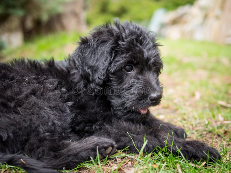 Chiot de Labradoodle photo stock. Image du mignon, laisse - 39997192
