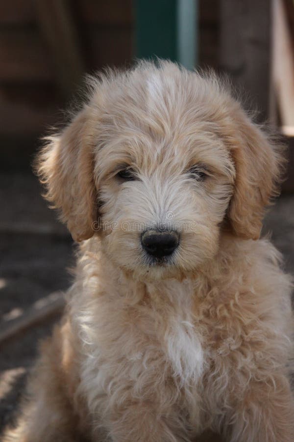 Chiot de Labradoodle photo stock. Image du crabots, projectile - 55443888
