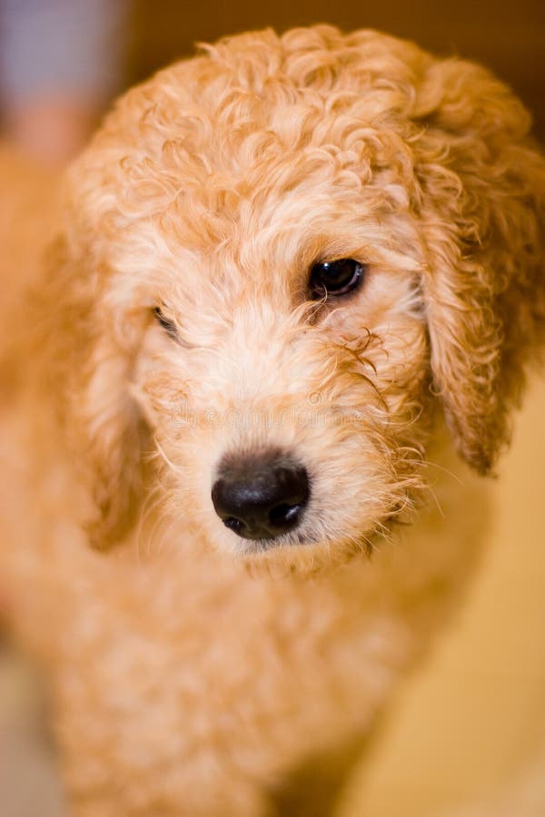 Chiot De Labradoodle Tirant La Laisse D'un Chien Plus Ancien Image ...