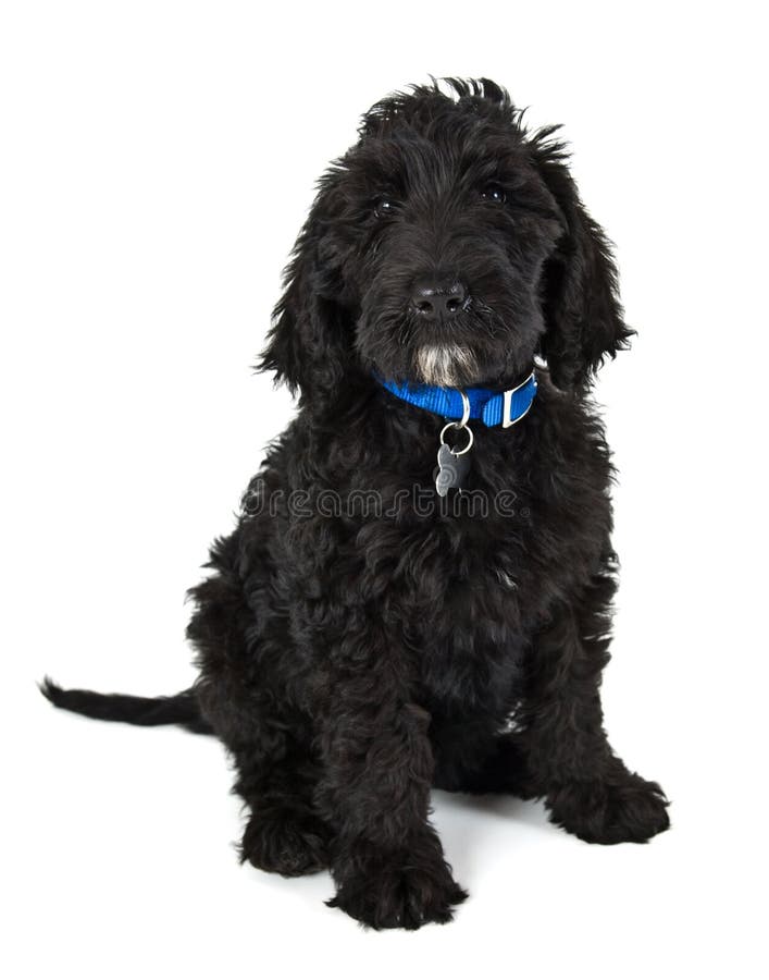 Chiot de labradoodle image stock. Image du isolement, chiot - 6515321