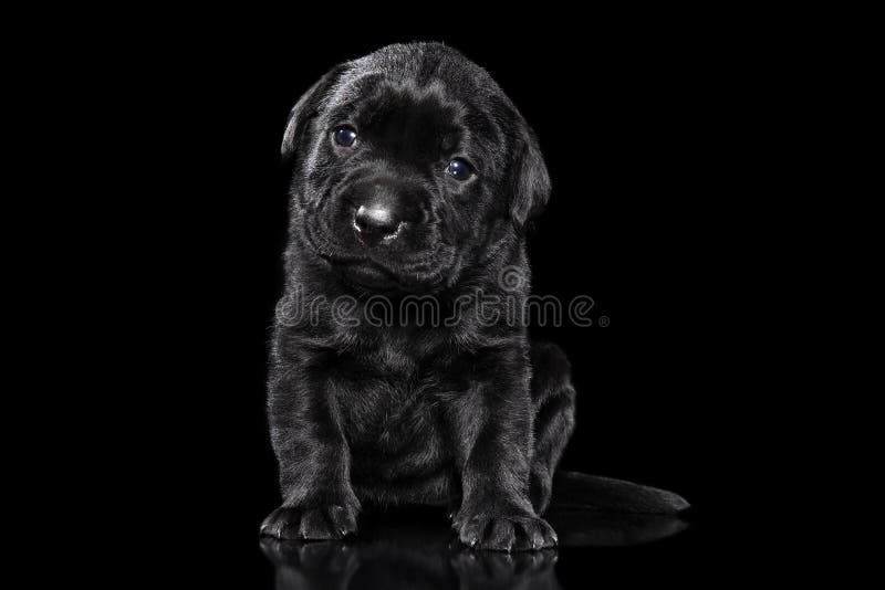 Chiot De Labrador Retriever Sur Le Fond Noir Photo Stock Image Du