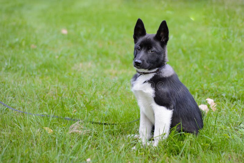 Chiot de Laika, photo stock. Image du yeux, malamute - 59708908